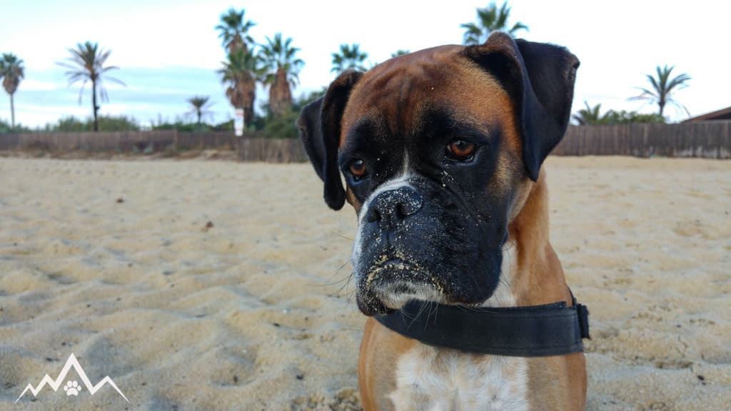 20170926_080733 - nomad-dog